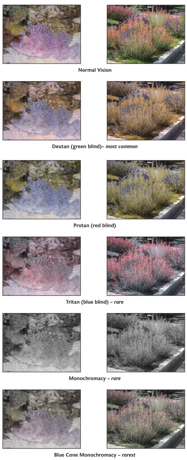 Color Vision Deficiency Known as Color Blindness - Stepping Thru ...